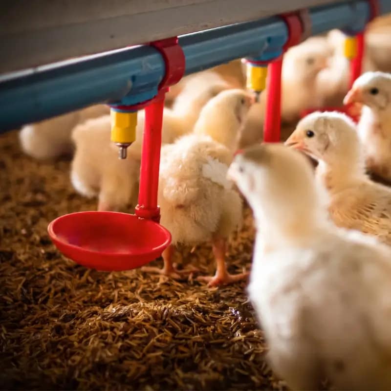 Poultry Drinking Line: Automatic Watering System For Chickens, Ducks ...