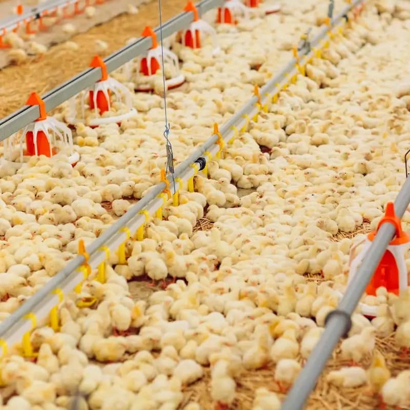 Poultry Water Line: Easy To Install And Use