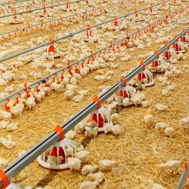 Poultry Feeding System For Broilers